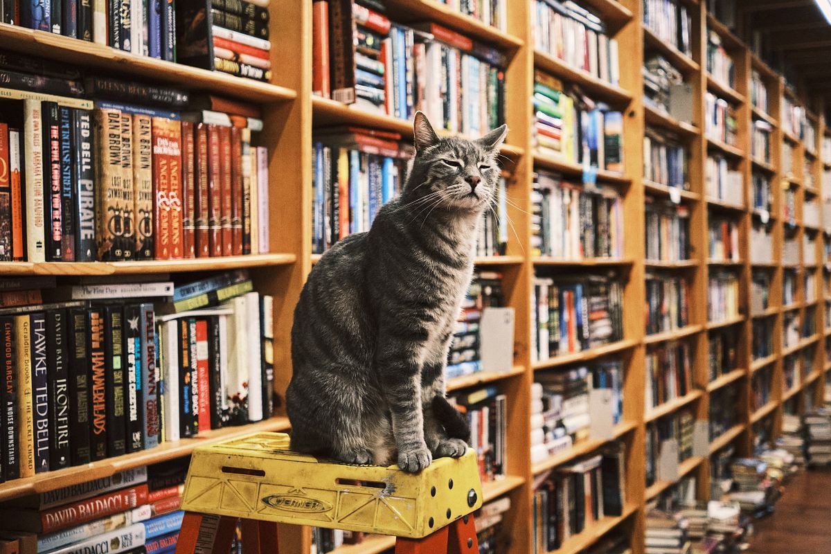 Michael Dominic | work