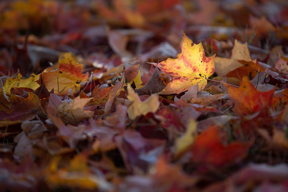 Purchase prints by photographer Scott Shephard