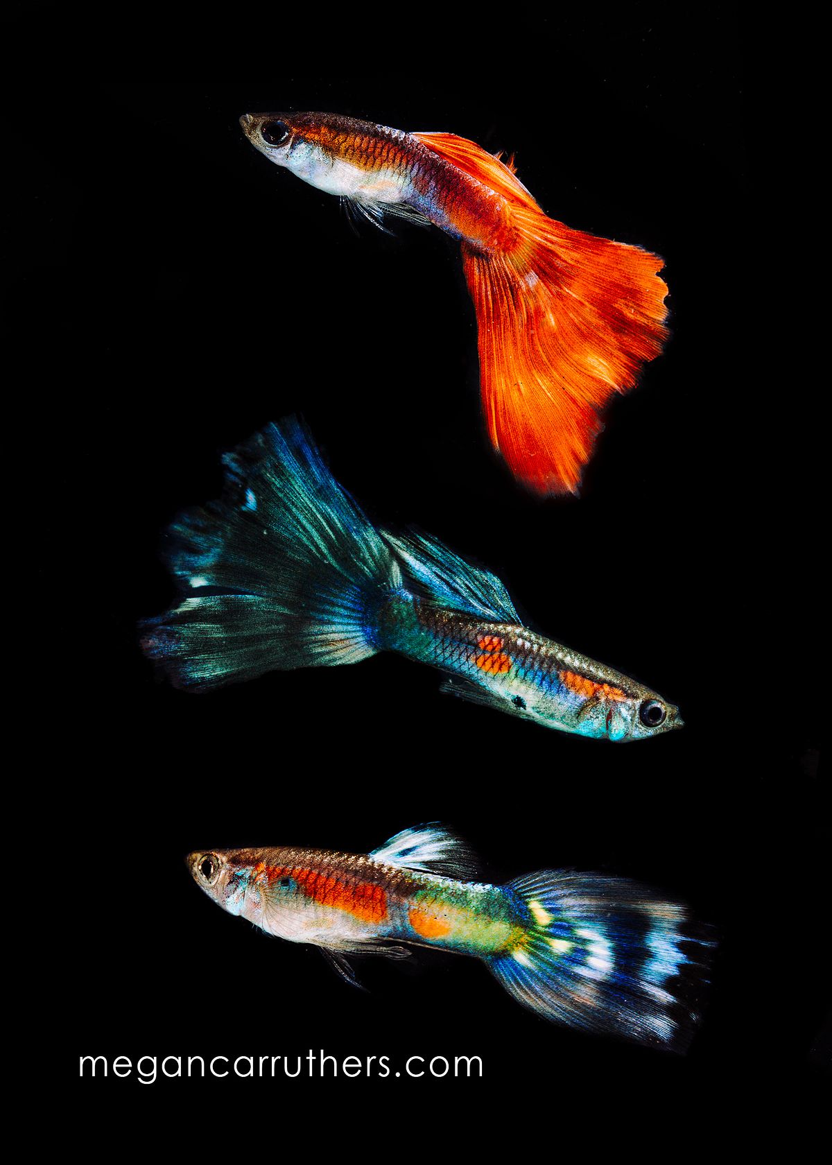 Megan Carruthers, Photographic Artist - Harare, Zimbabwe