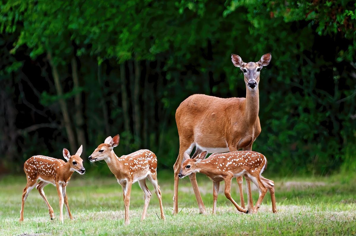 Deer Photos | Buck Photos | Larry Melamed Photography