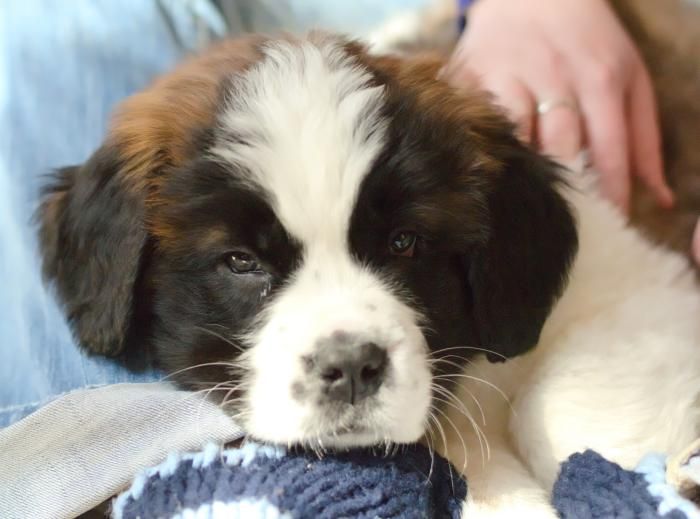 Almi Johnson Photography Family with Pets