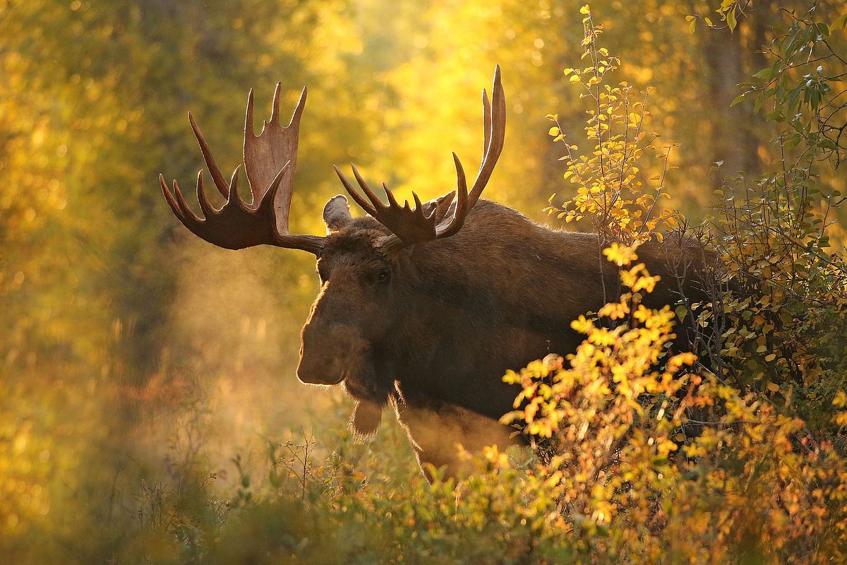 Moose