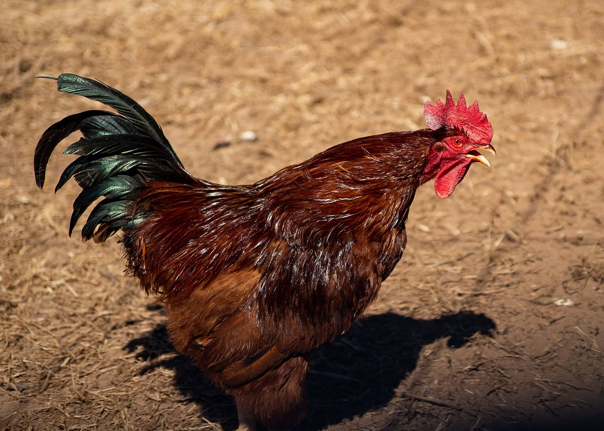 2Lazy2Run Photography - Barry Rauhauser