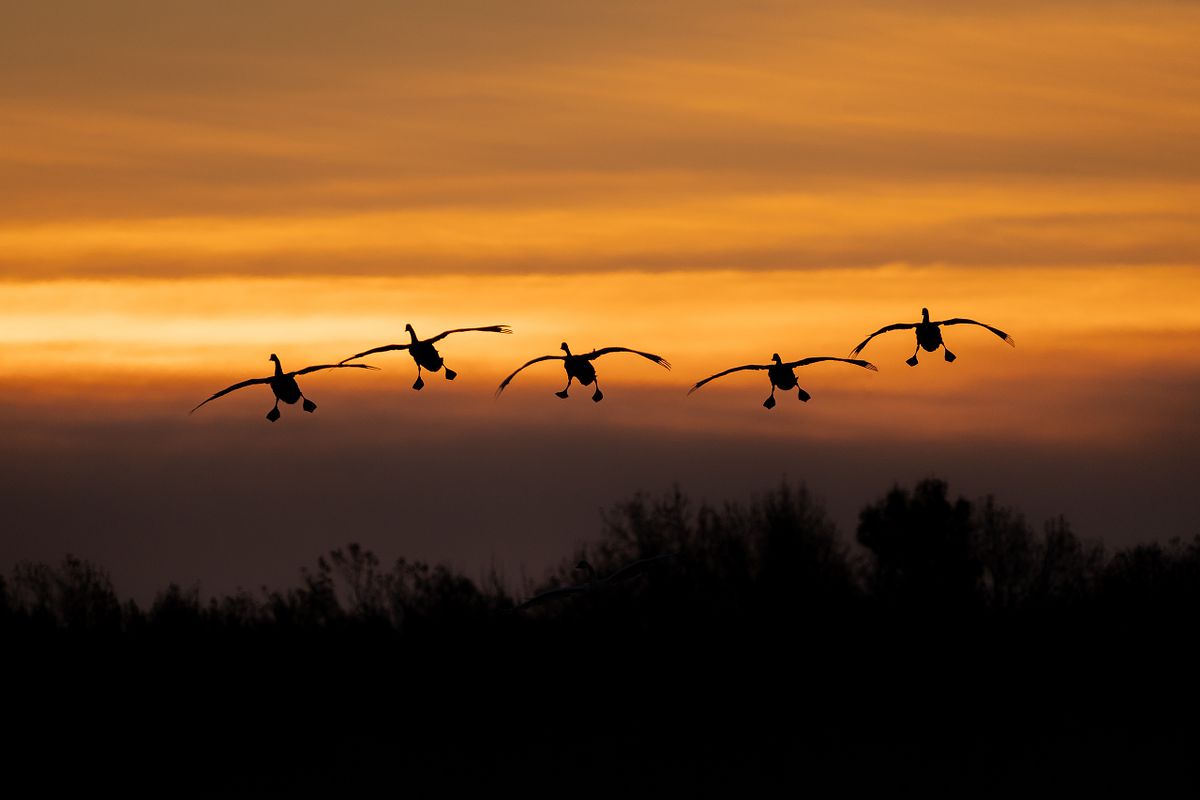 Winter Waterfowl in Eastern North Carolina