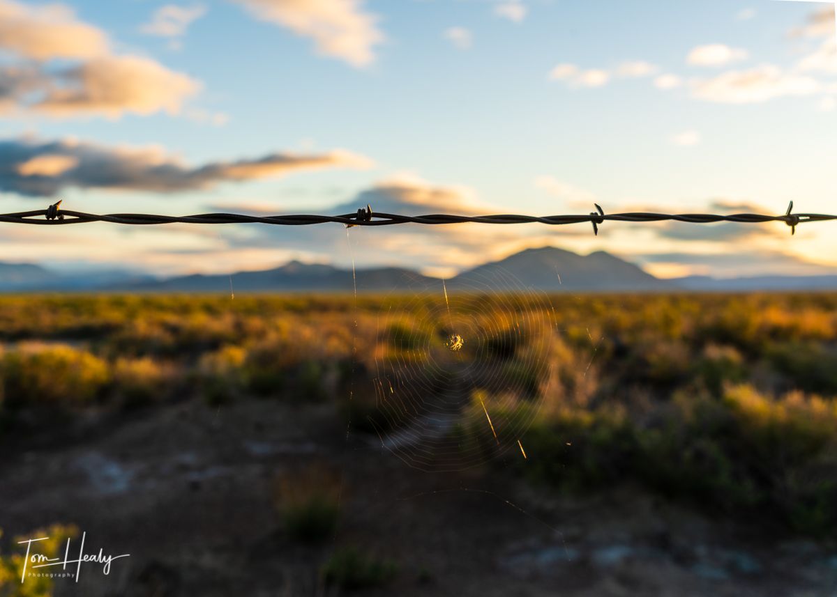 Tom Healy Photography