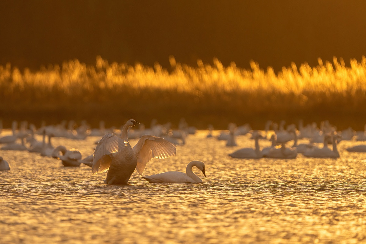 John Mauser Photography - "Sunrise Swans" - Photographing the Tundra ...