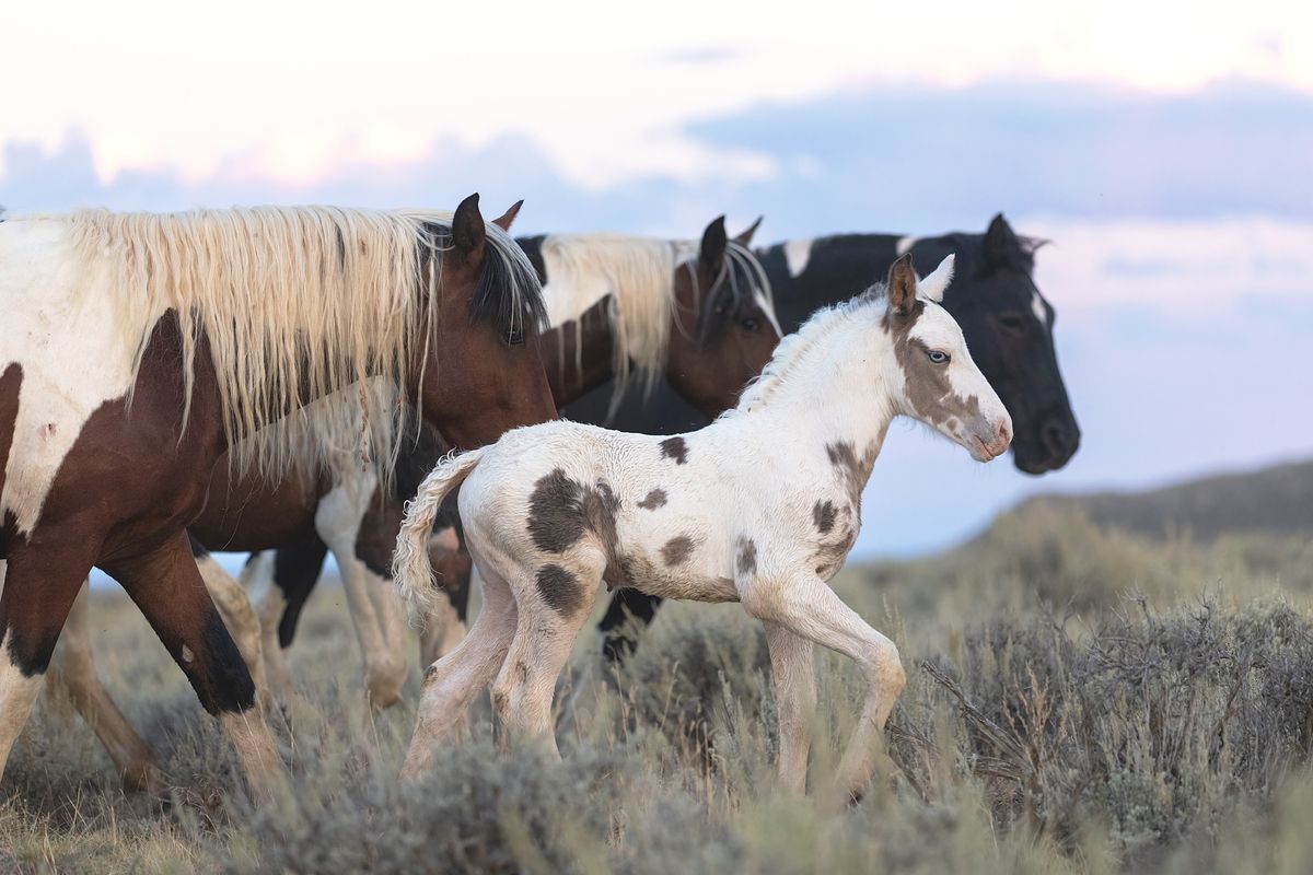 Help the McCullough Peaks Herd Now-November 3, 2023!