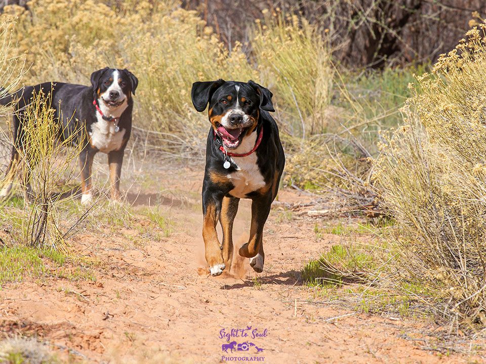 AZ & UT Dog Daycare and Boarding Near National Parks