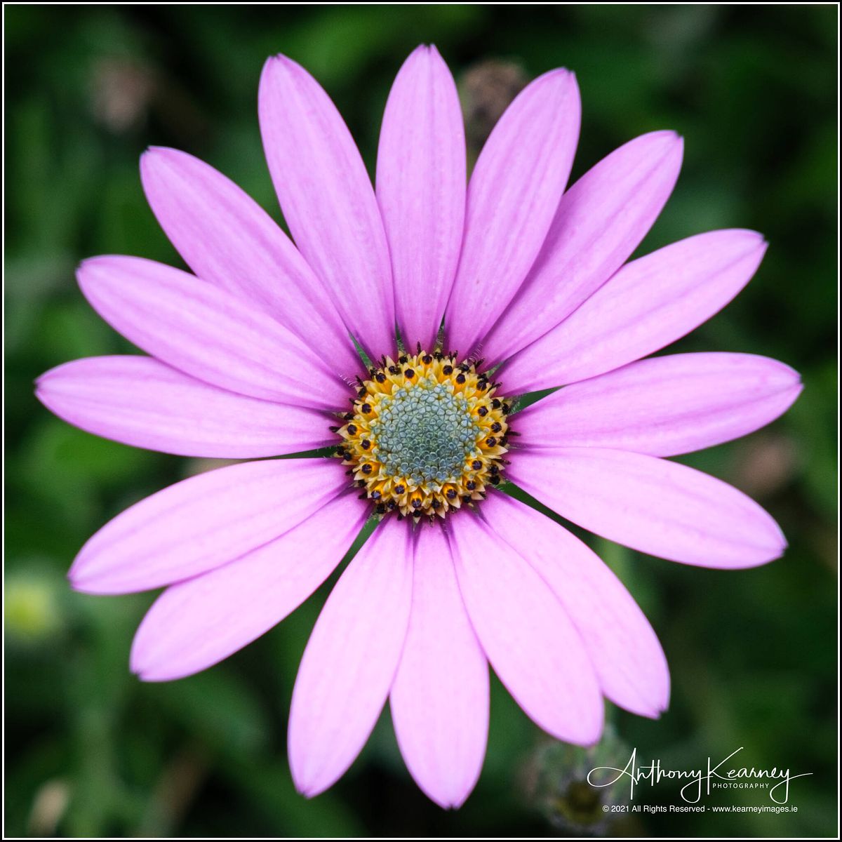 Testimonials & Reviews | ANTHONY KEARNEY PHOTOGRAPHY