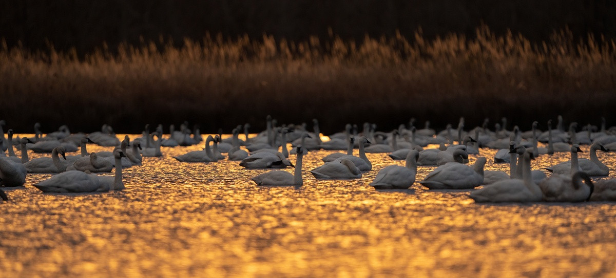 John Mauser Photography - "Sunrise Swans" - Photographing the Tundra ...