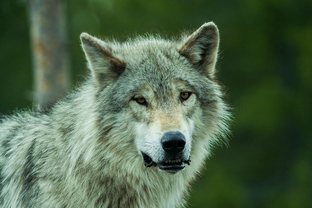 Tom Healy Photography