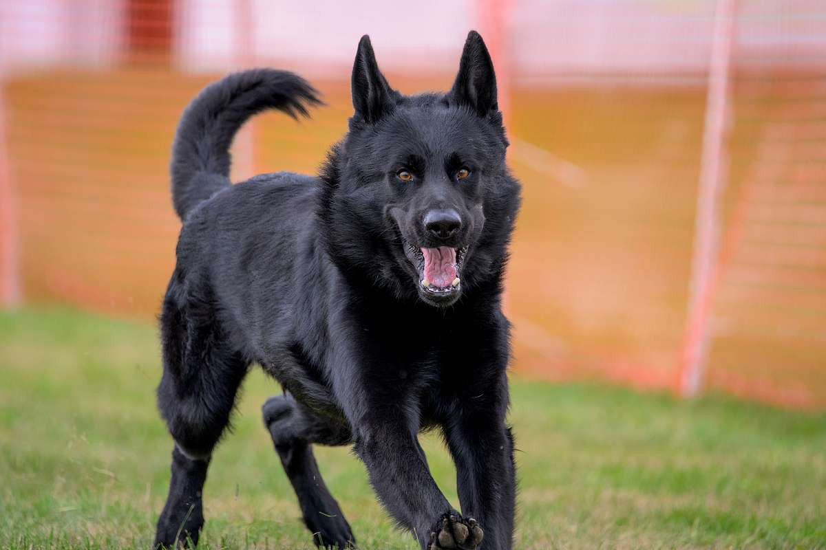 FastCAT for Beginners