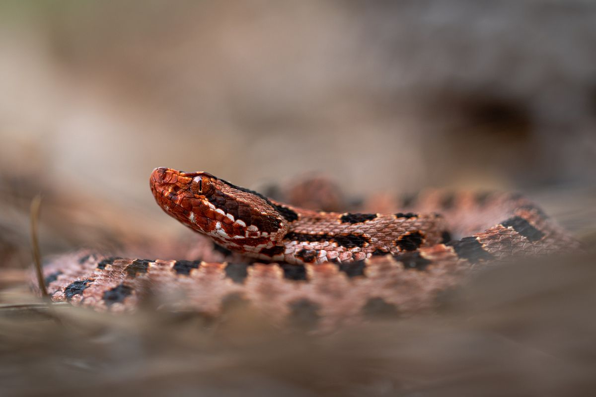 John Mauser Photography, The Hunt for Red Snakes, Carolina Pygmy ...
