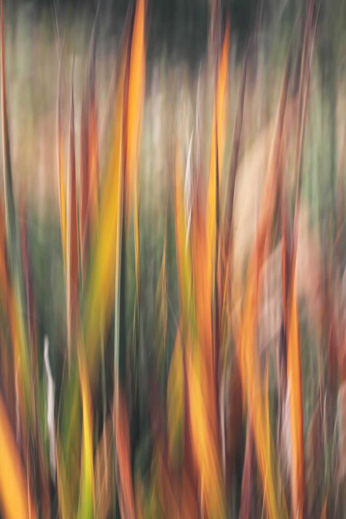 ICM Photography Gallery - Sunlit Colors