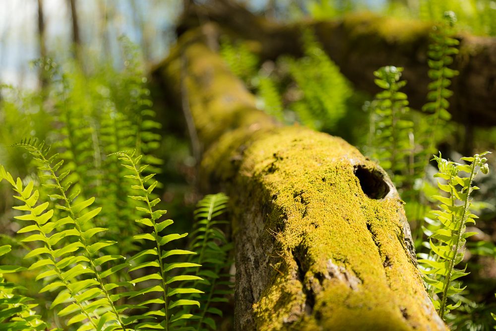 Spring Photography by Kim Hadley