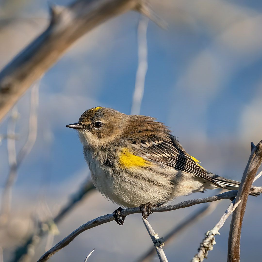 Winter Warblers - The Yellow Rumped Warbler