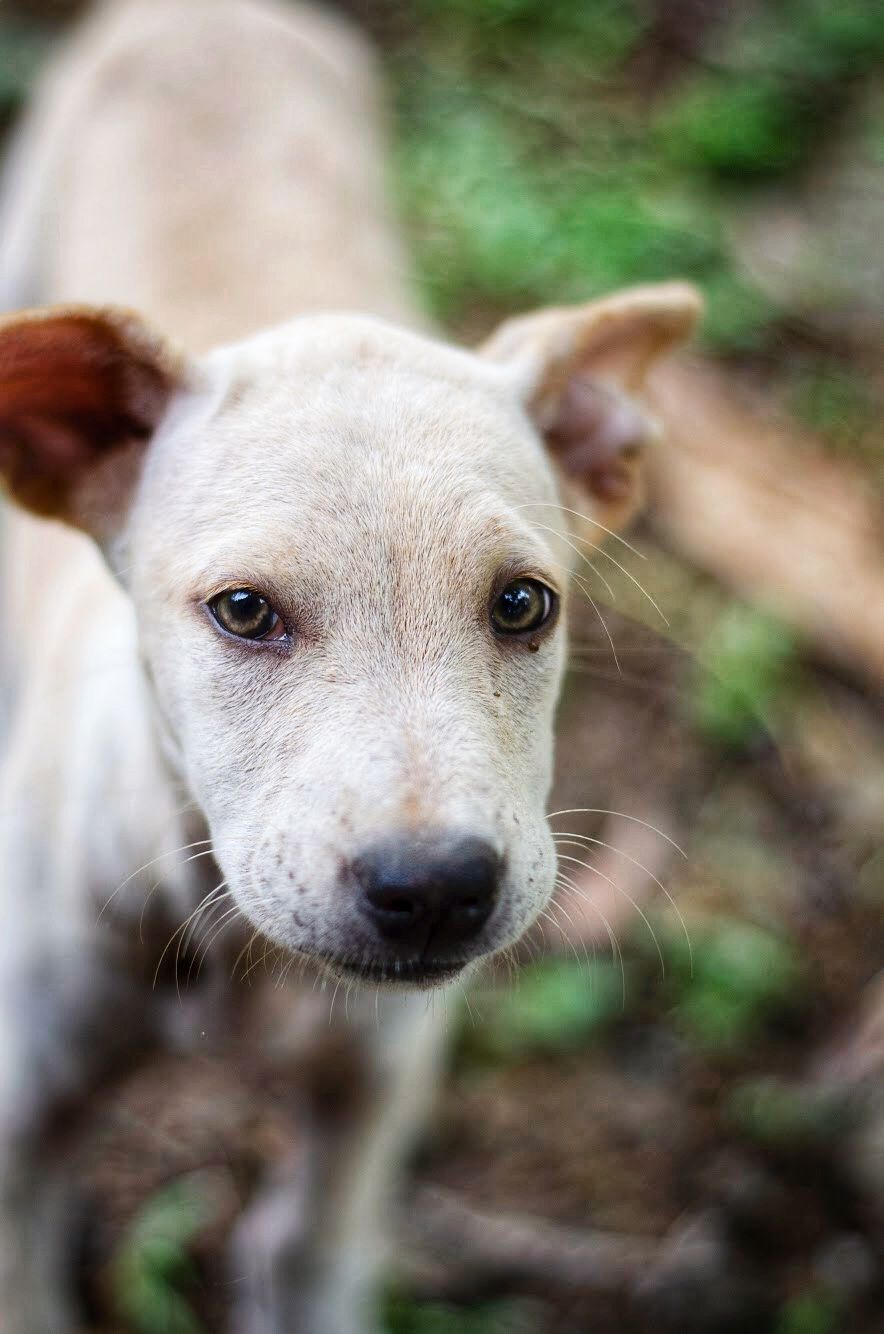 Pups of Koh Mook | Amelia Abromaitis