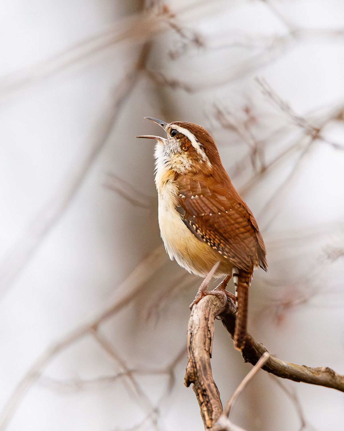 2Lazy2Run Photography - Barry Rauhauser