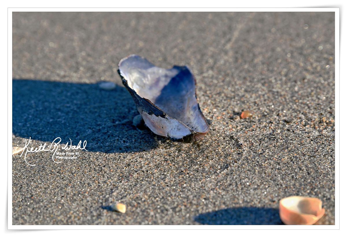 The Magic of Seashells: A Photographer’s Perspective