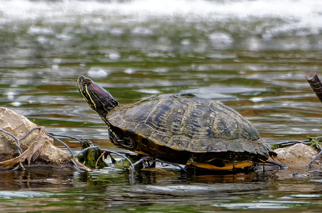 Turtle Photos | Larry Melamed Photography
